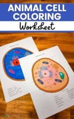 Animal Cell Coloring Worksheet: A Fun and Educational Activity