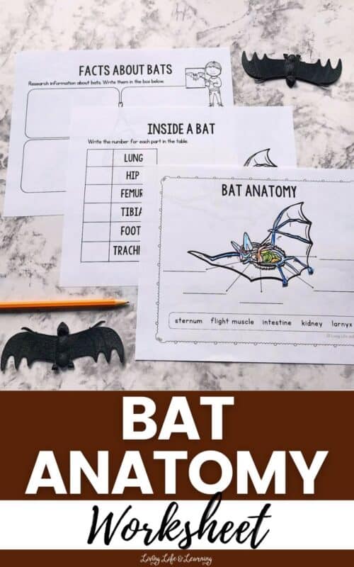 Bat Anatomy Worksheet
