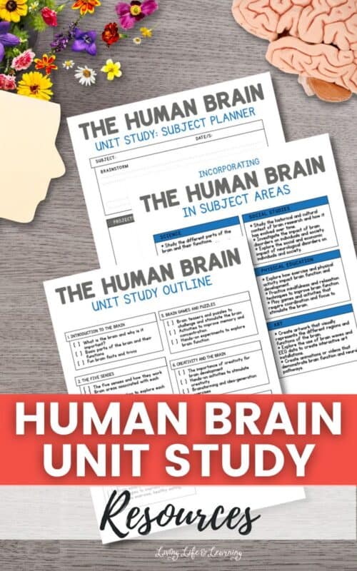 Human Brain Unit Study Resources