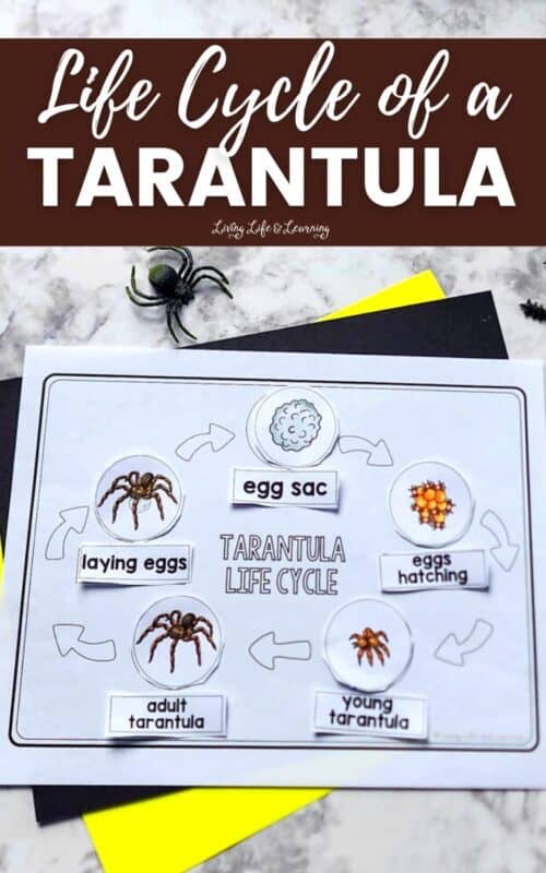 Life Cycle of a Tarantula Worksheet