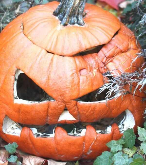 Halloween Science Activities for Elementary Students