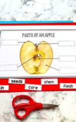 Parts of an Apple Worksheet