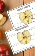 Parts of an Apple Worksheet