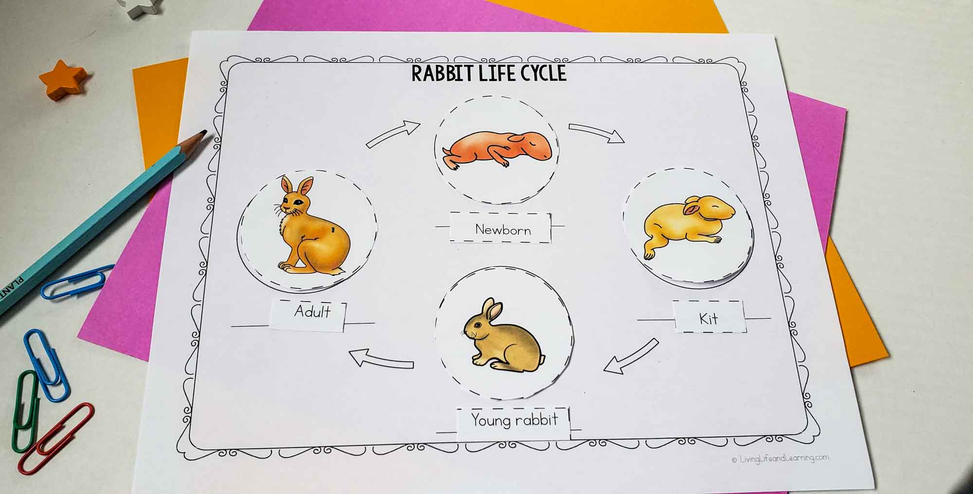 Rabbit Life Cycle Free Diagram And Worksheets In 2021 Rabbit Life