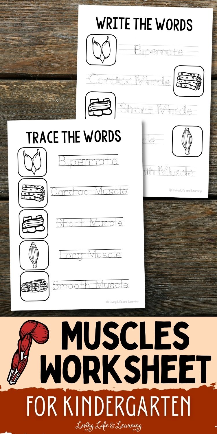 Muscles Worksheet for Kindergarten