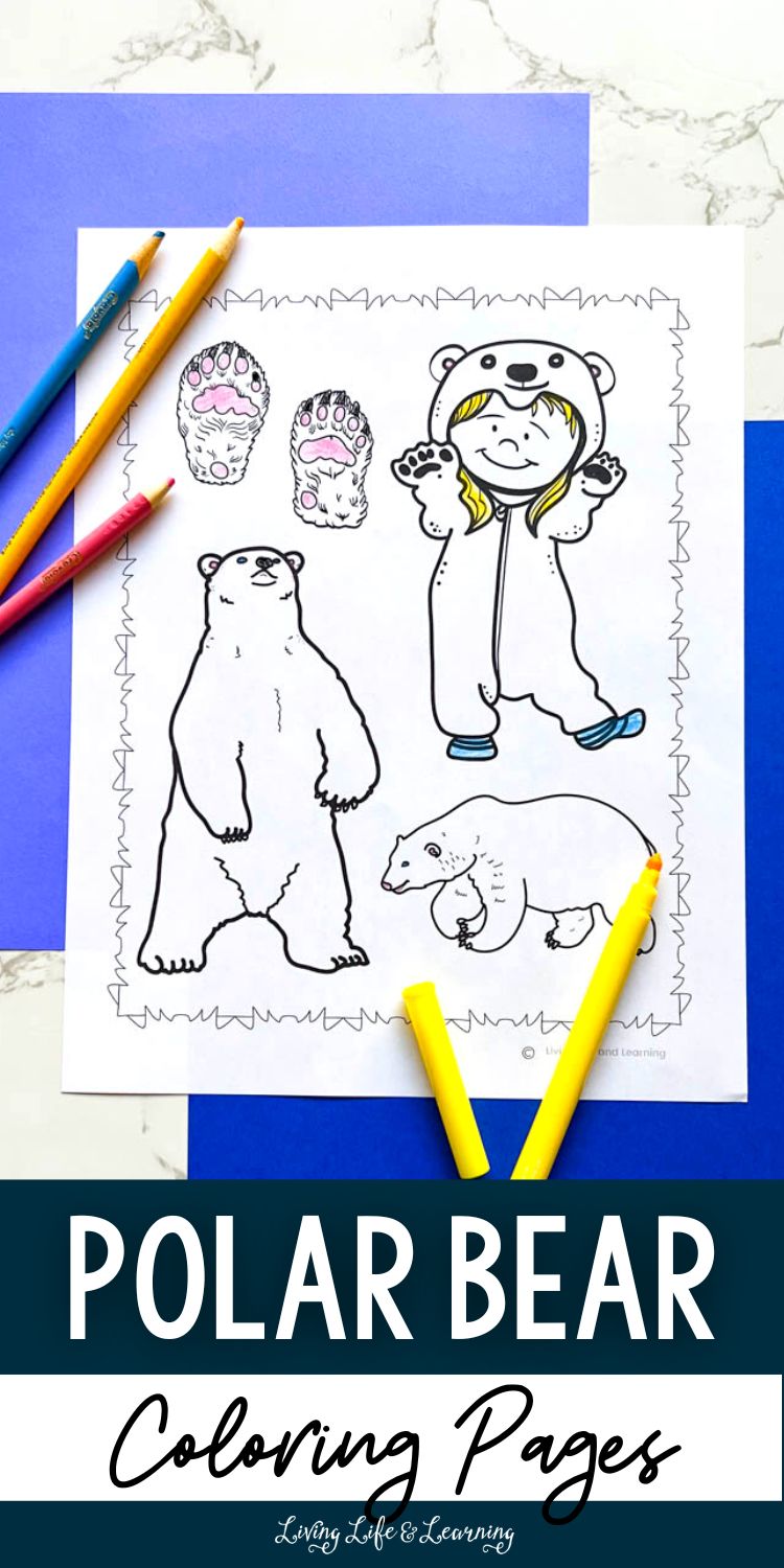 Polar Bear Coloring Pages: Fun and Education Combined