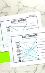Desert Food Chain Printable