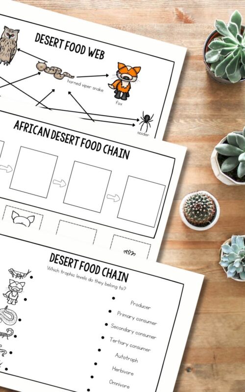 Desert Food Chain Printable