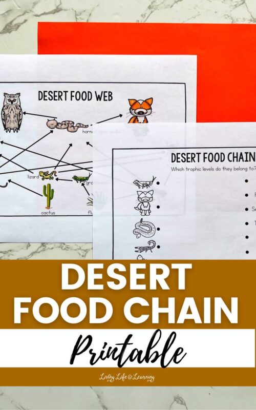 Desert Food Chain Printable