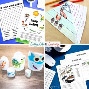 Food Web Activities for Kids