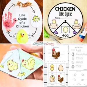 Chicken Life Cycle Activities