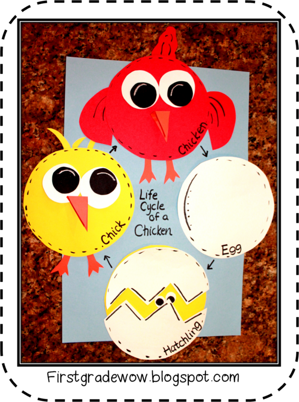 Chicken Life Cycle Activities