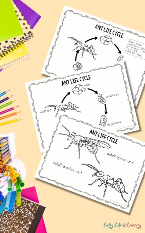 Ant Coloring Pages