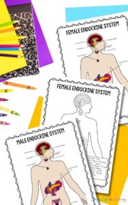 Endocrine System Coloring Pages