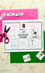 Flower Life Cycle Worksheet