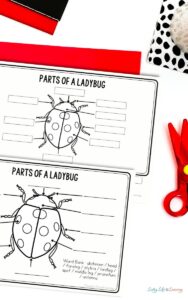 Parts of a Ladybug Worksheet