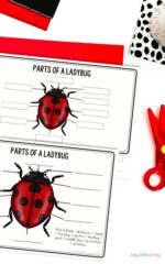 Parts of a Ladybug Worksheet