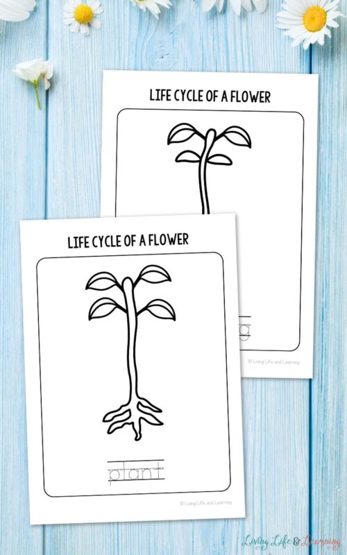 Flower Life Cycle Coloring Pages for Learning Fun