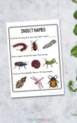 Insect Worksheets for Kindergarten
