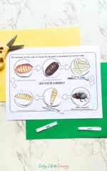 Life Cycle of a Fly Worksheet: Explore the Stages of a Housefly's Life