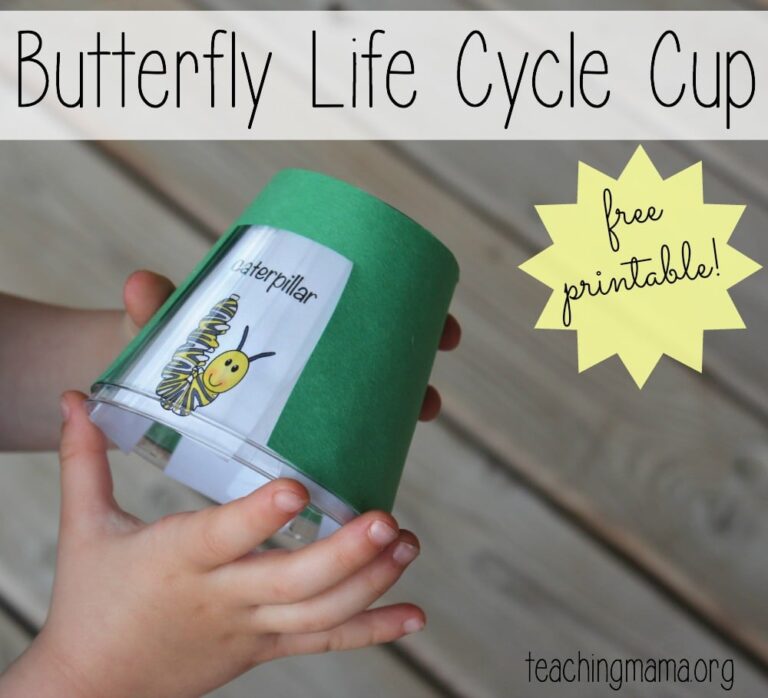 Interactive Butterfly Life Cycle Activities for Preschoolers