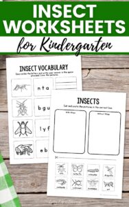 Insect Worksheets for Kindergarten
