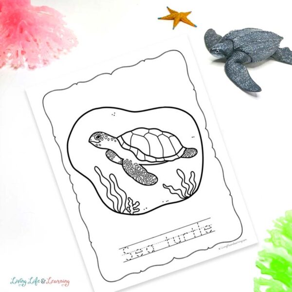 Sea Turtle Activities for Preschoolers