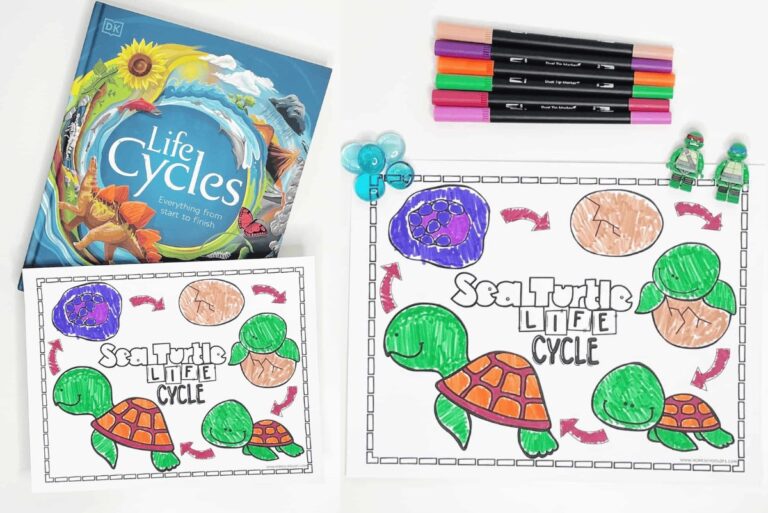 Sea Turtle Activities for Preschoolers