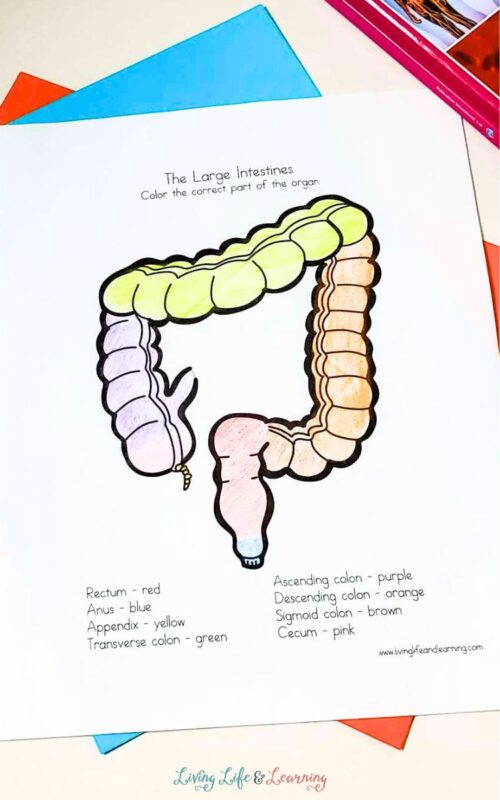 Human Body Organs Coloring Pages for Kids