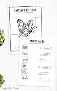 Insect Worksheets for Kids