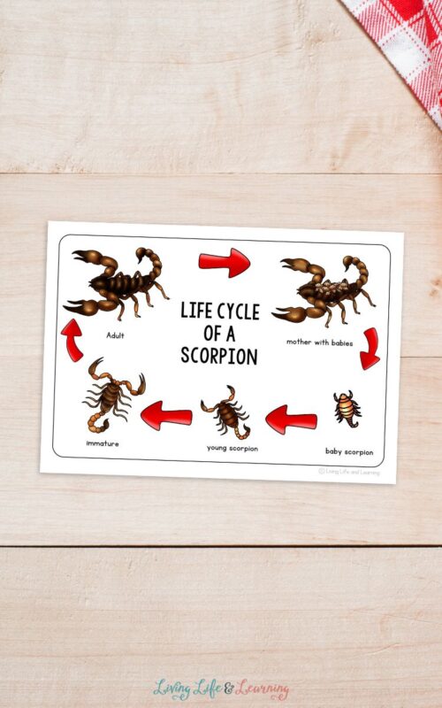 Life Cycle of a Scorpion Worksheet