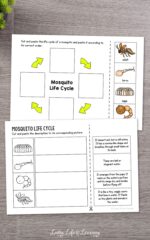 Mosquito Life Cycle Worksheets