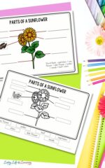 Parts of a Sunflower Worksheet