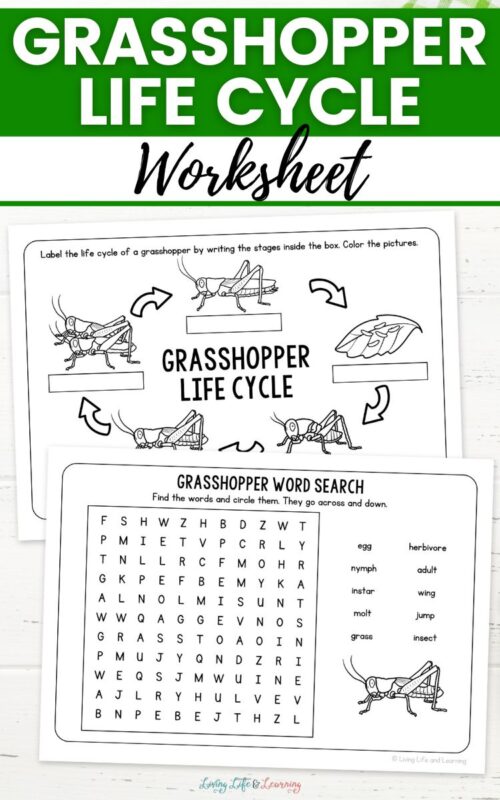 Grasshopper Life Cycle Worksheet