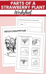 Parts of a Strawberry Plant Worksheet