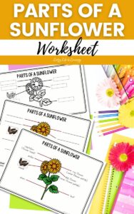 Parts of a Sunflower Worksheet