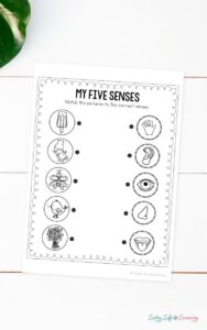 Five Senses of Summer Worksheets