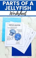 Parts of a Jellyfish Worksheet: Explore the Fascinating Anatomy