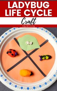 Insect Life Cycle Activities to Explore Bugs Together