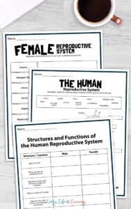 Visual Learning with the Human Reproductive System Worksheets