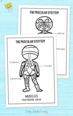 Explore the Human Body with Muscular System Coloring Pages