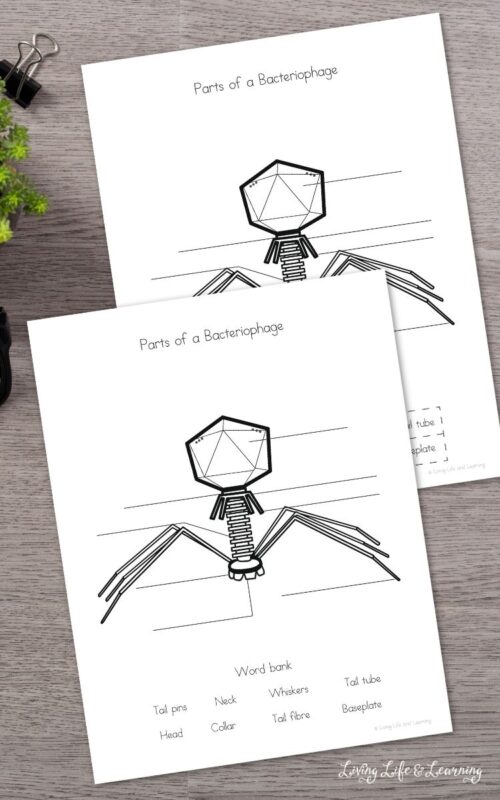 Virus Worksheets for Kids: Explaining What Viruses Are