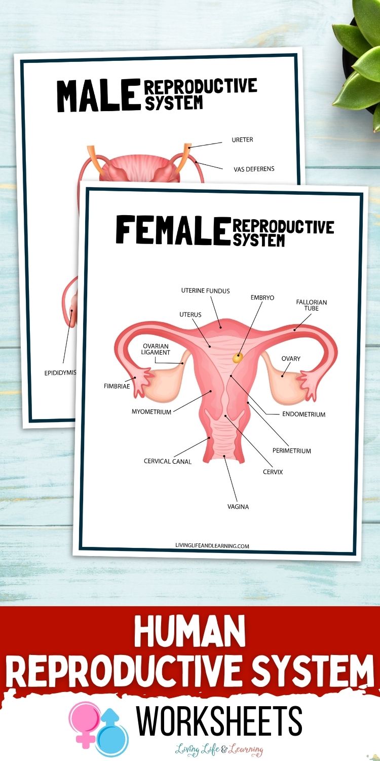 Visual Learning with the Human Reproductive System Worksheets