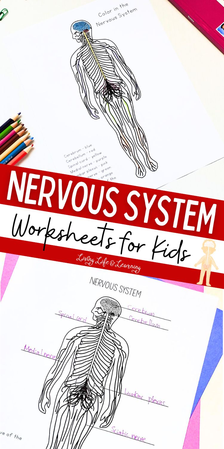 Nervous System Worksheets for Kids: Exploring the Human Body