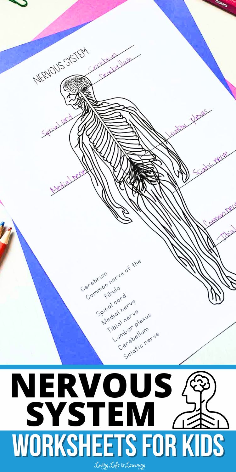 Nervous System Worksheets for Kids: Exploring the Human Body