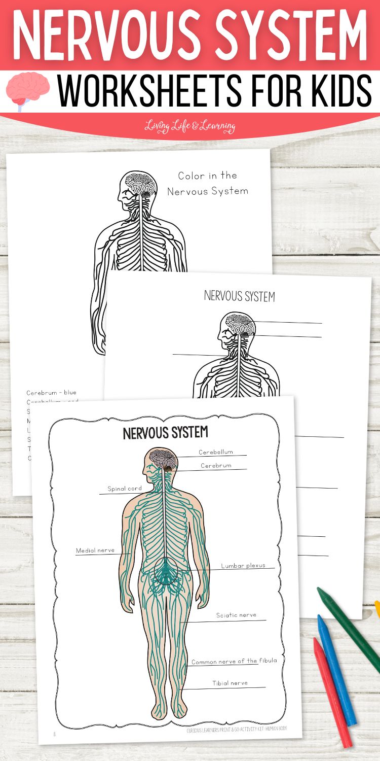 Nervous System Worksheets for Kids: Exploring the Human Body
