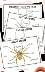 Learn about Spider Anatomy with Parts of a Spider Worksheets