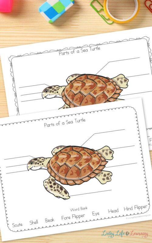 Sea Turtle Diagram for Kids: Learn and Explore!