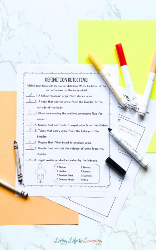 Urinary System Worksheets: Engaging Human Body Printable