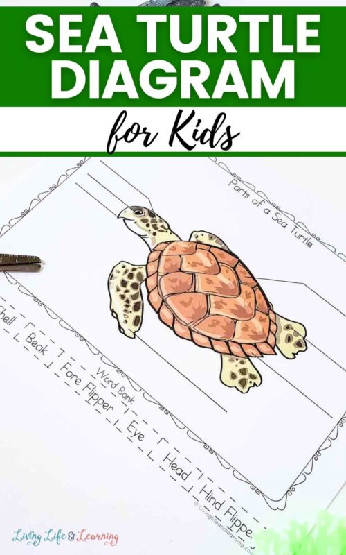 Sea Turtle Diagram for Kids: Learn and Explore!